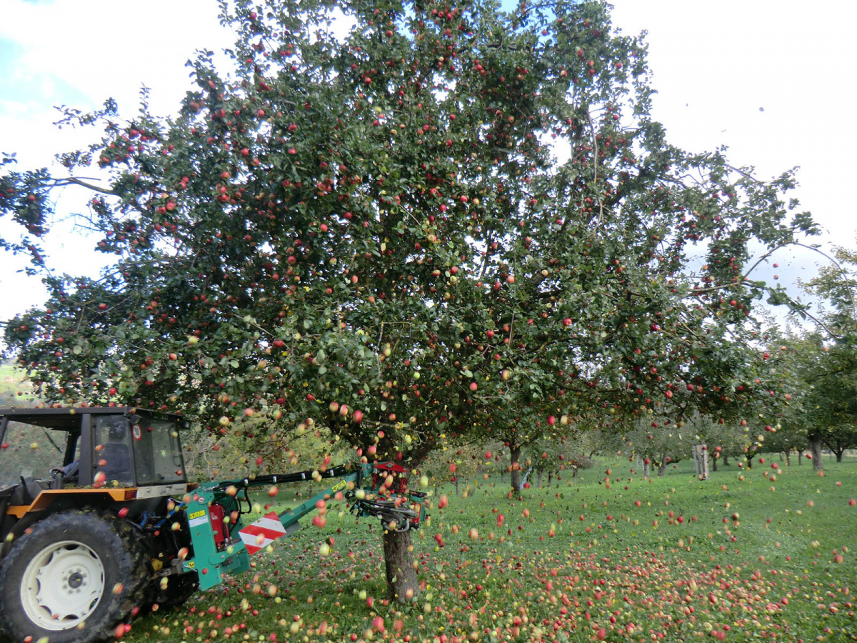 Hydraulic trunk shaker - Feucht Obsttechnik